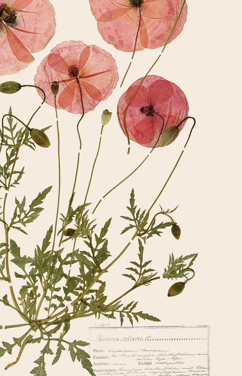 Poppy Art Print Vintage Cottagecore Print Pressed Flower - Etsy