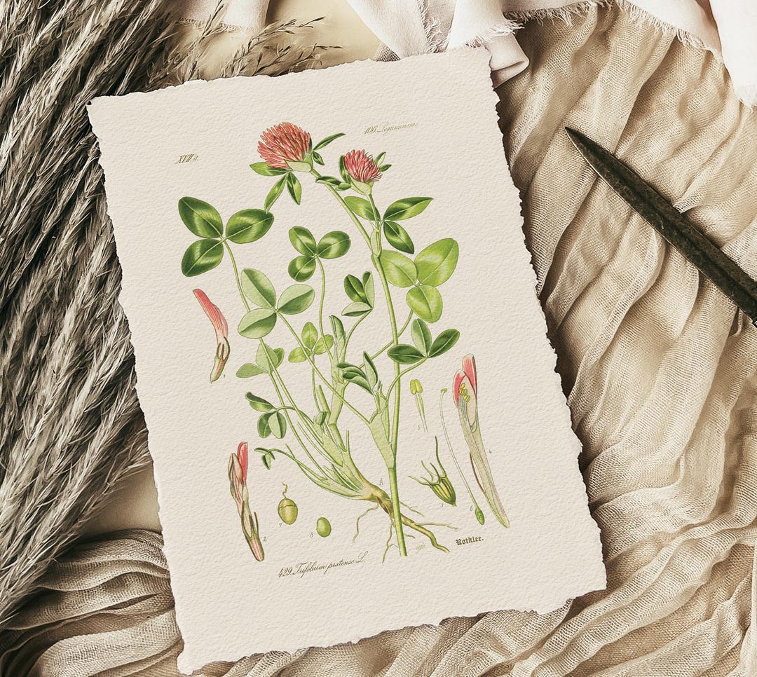 Clover Print, Vintage Botanical Wall Art, Wildflower Print, Flower Wall ...