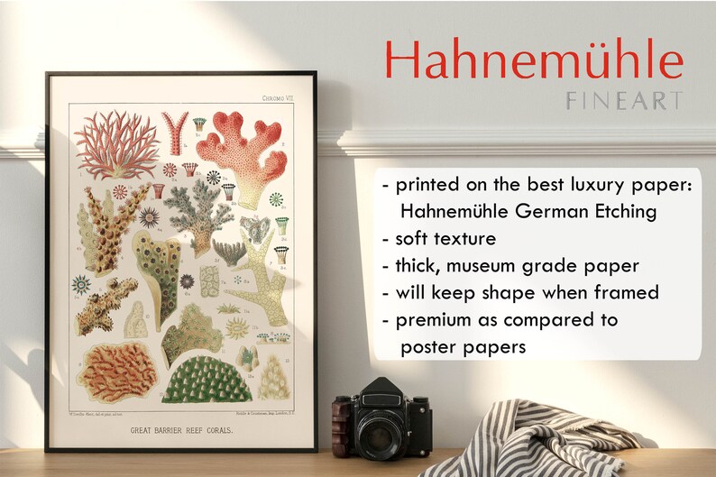 Coral Art Print, Great Barrier Reef Coral Species, Coral Reef Wall Art ...