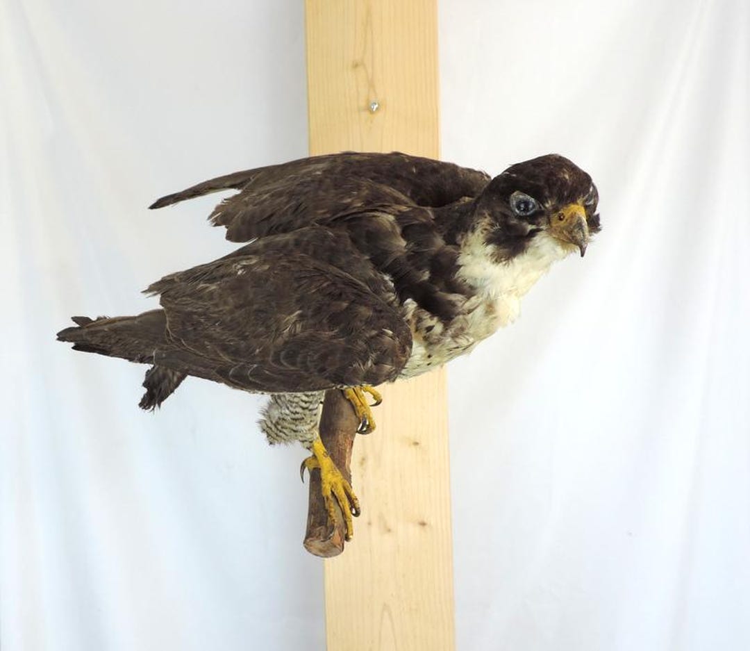 Vintage Wall Mounted Taxidermy Buzzard Bird of Prey Raptor Perched on ...
