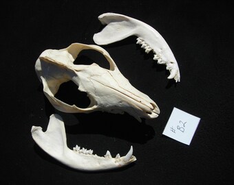 Possum skull | Etsy