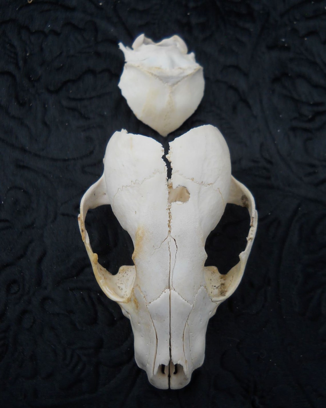 Animal Bone Assortment- BA #5 - Etsy