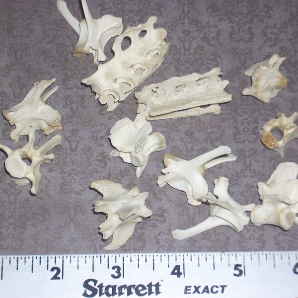 Animal Bones - Etsy