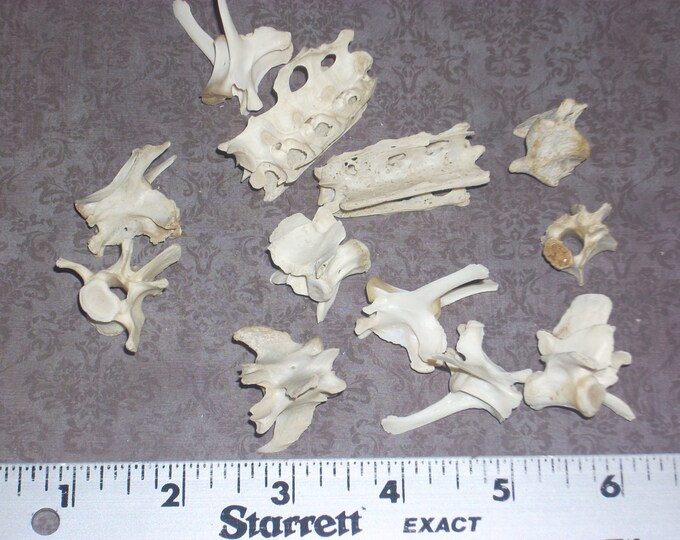 Animal Bones Small Vertebra - Etsy