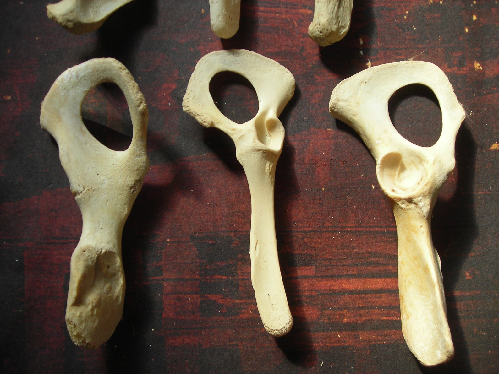Assorted Small Animal Hip Bones - Etsy
