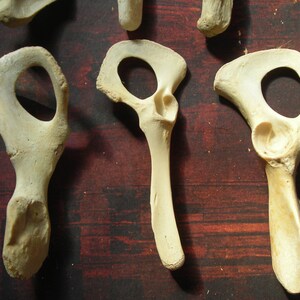 Assorted Small Animal Hip Bones - Etsy