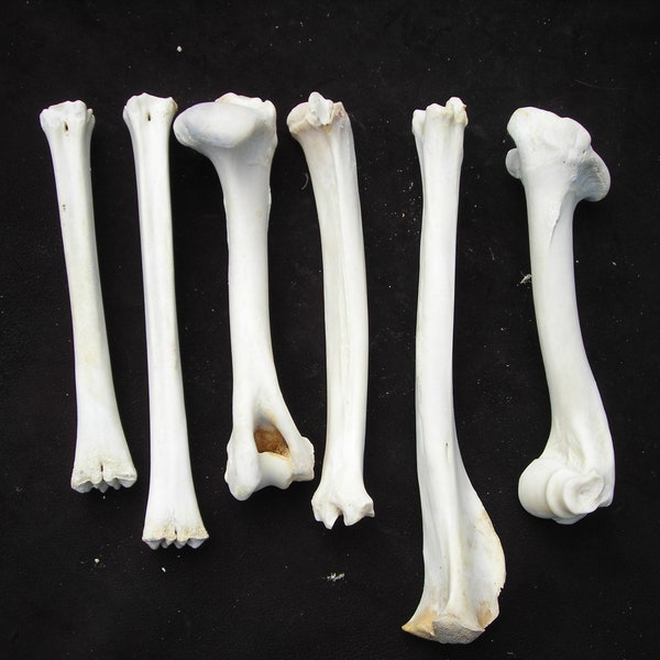 Deer Leg Bones - Etsy