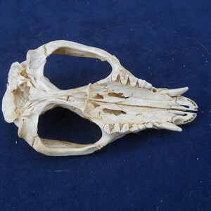 Large Possum Skull - Etsy