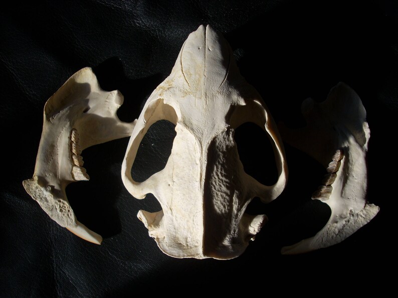 Large Beaver Skull Specimen Animal Skull 2B | Etsy
