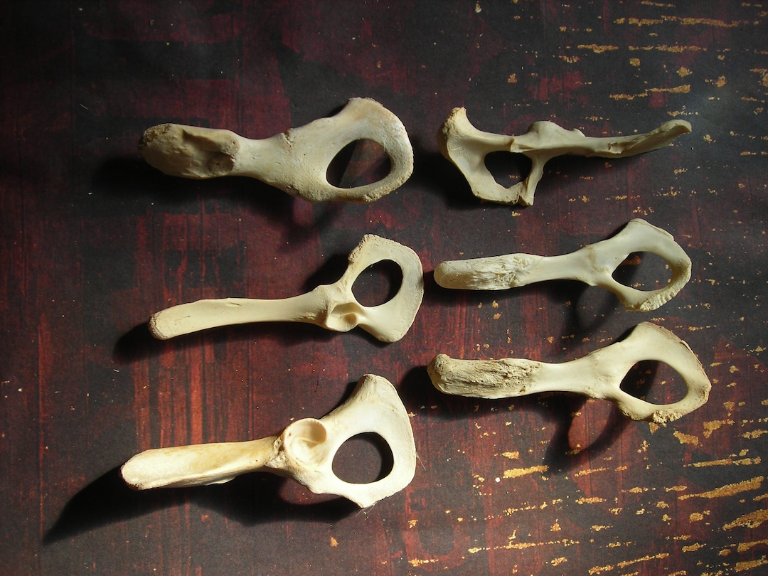 Assorted Small Animal Hip Bones - Etsy