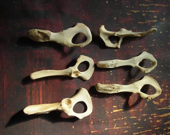 Assorted Small Animal Leg and Rib Bones - Etsy