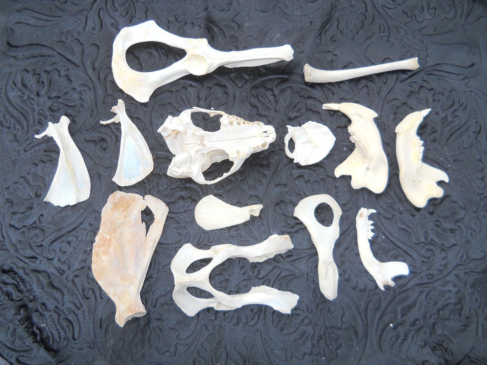 Animal Bone Assortment- BA #5 - Etsy