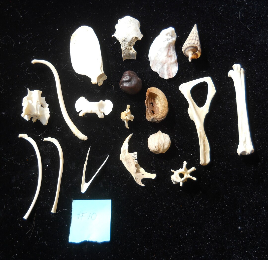 Oracle/scrying Bones No 10 - Etsy