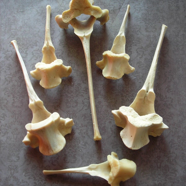 Deer Bone - Etsy