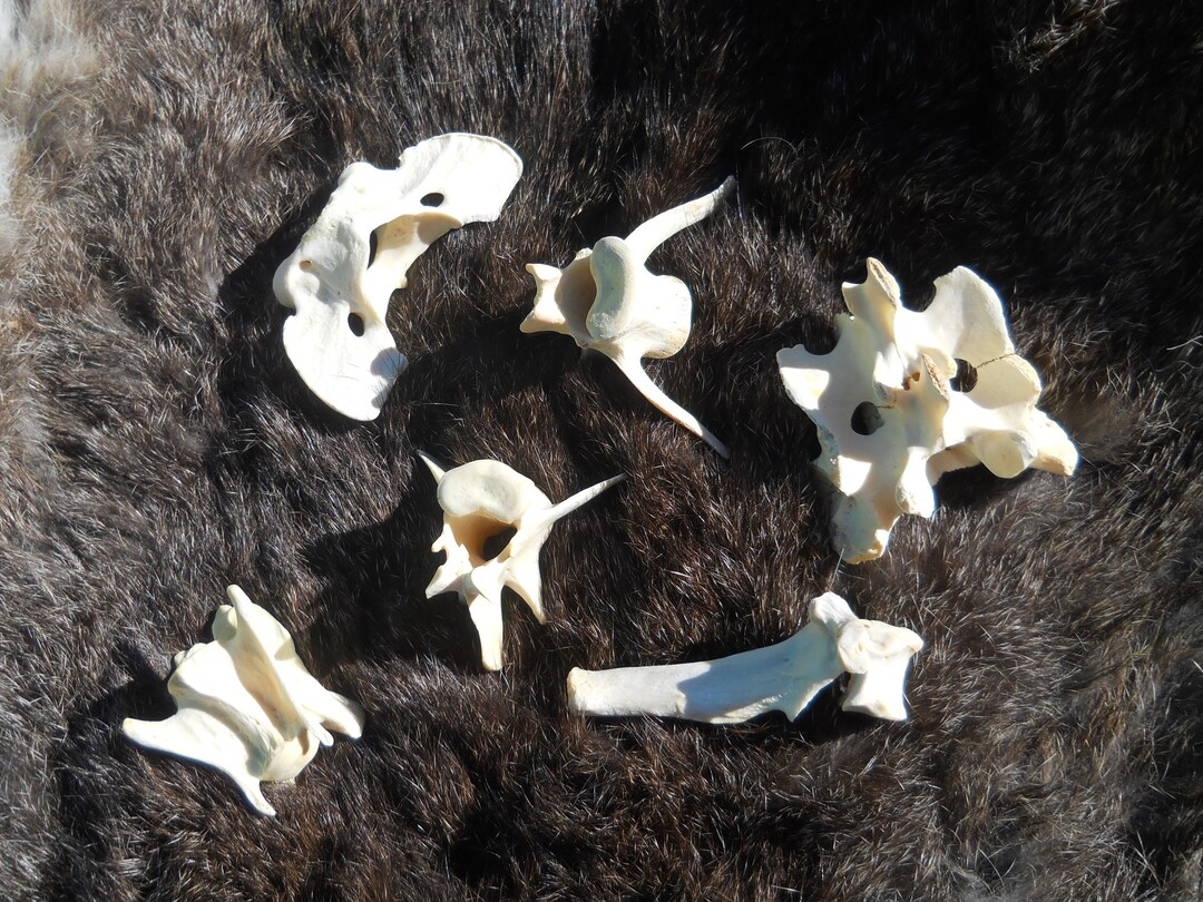 Red Fox Vertebra Mixed Assorted - Etsy