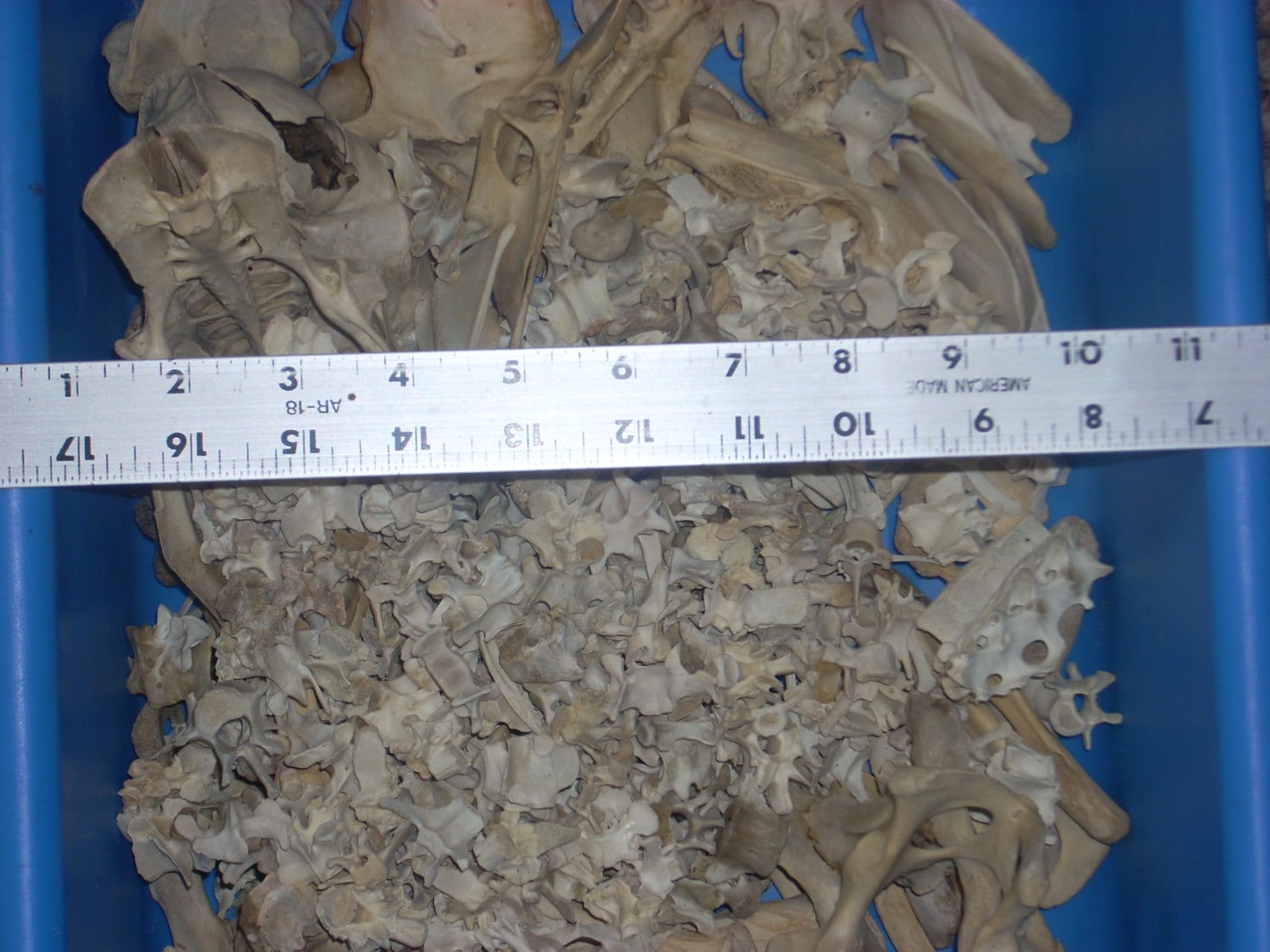 Animal Bones Small Vertebra - Etsy