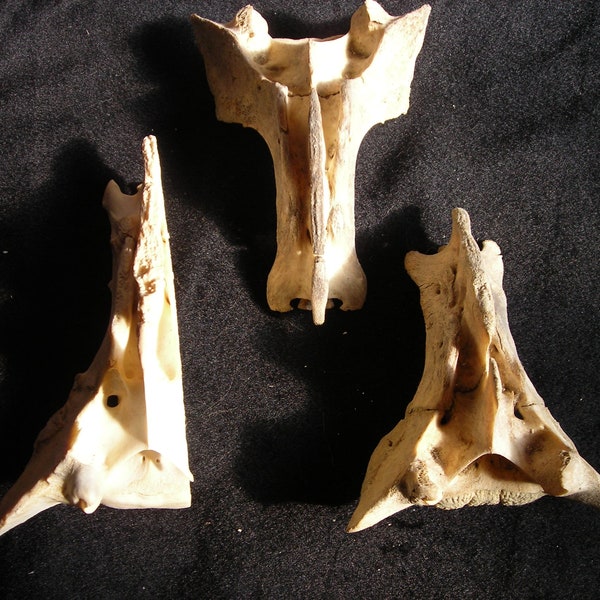 Deer Bone - Etsy