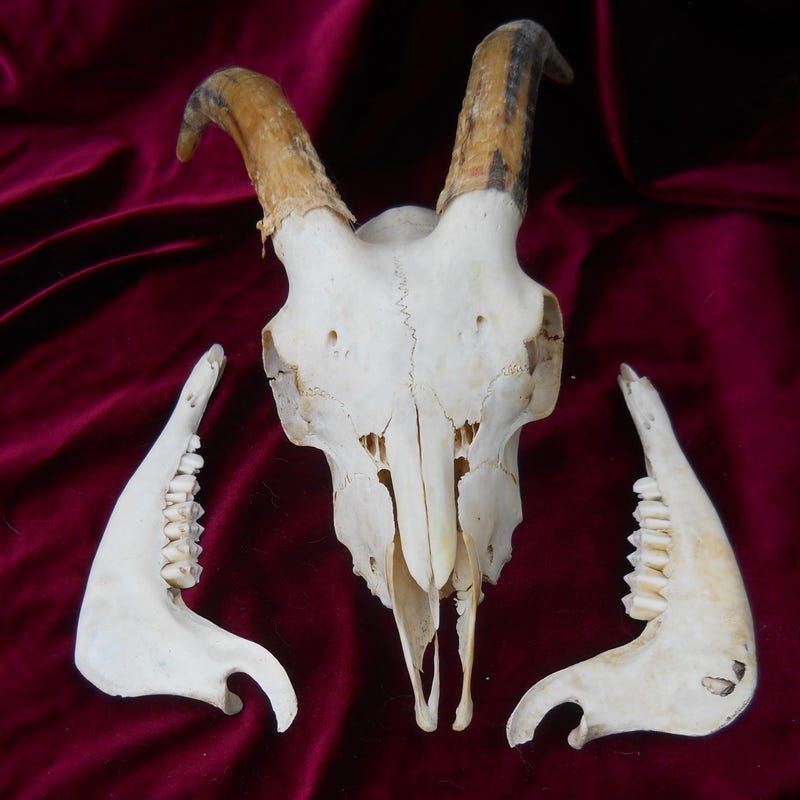 Goat Skull - Etsy