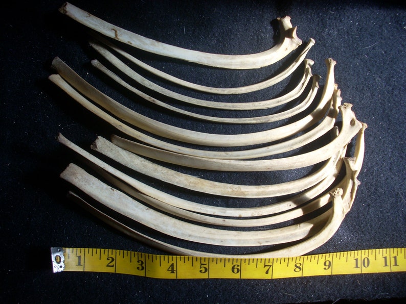 White Tailed Deer Rib Bones | Etsy