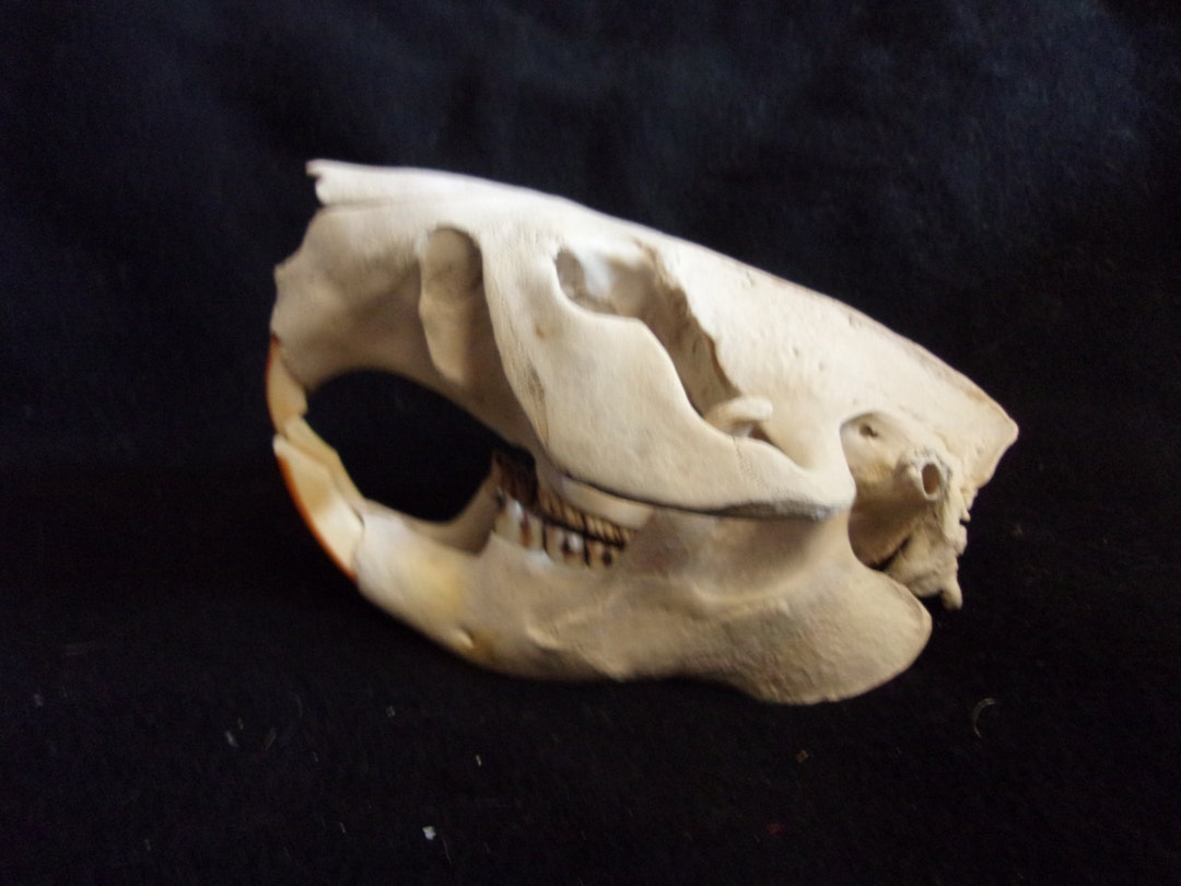 Large Beaver Skull- Specimen Animal Skull 2B - Etsy