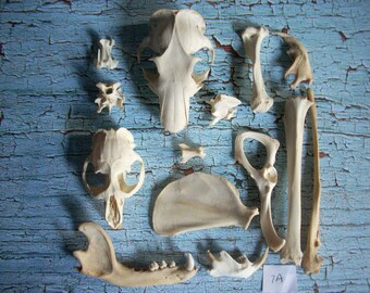 Animal bone art | Etsy