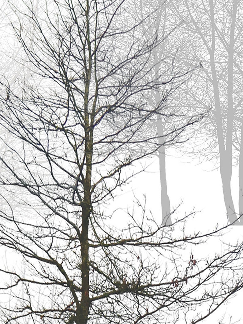 Forrest Print Black and White Tree Print Scandinavian Poster - Etsy