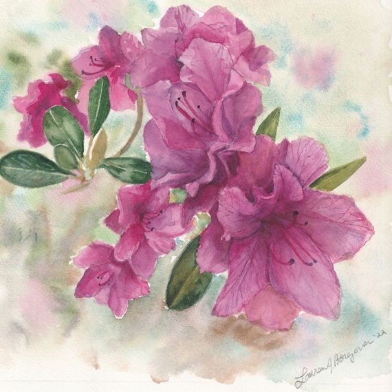 Azalea Burst Watercolor Fine Art Print Azelea Art - Etsy