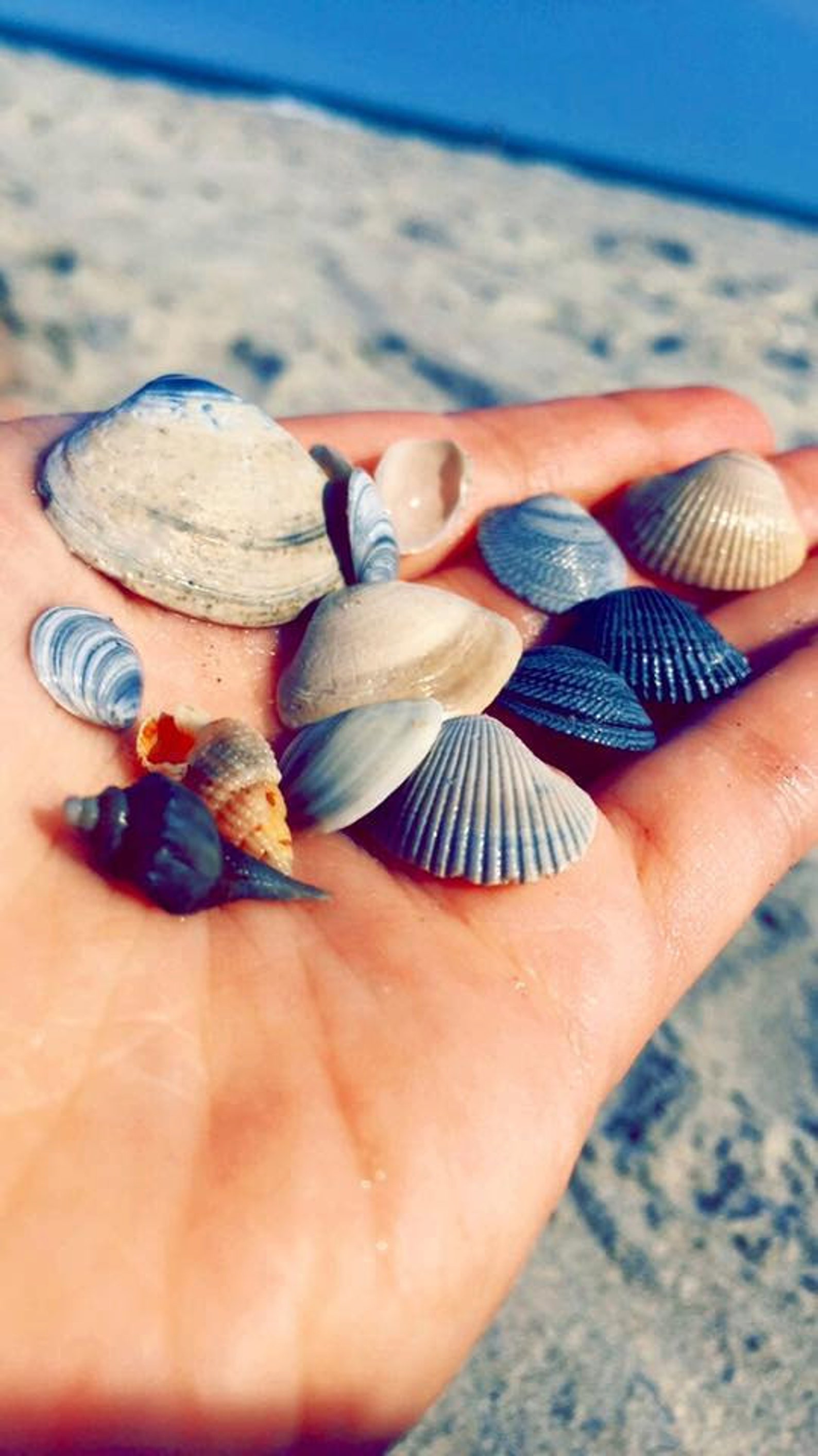 Seashells by the Seashore - Etsy Sweden