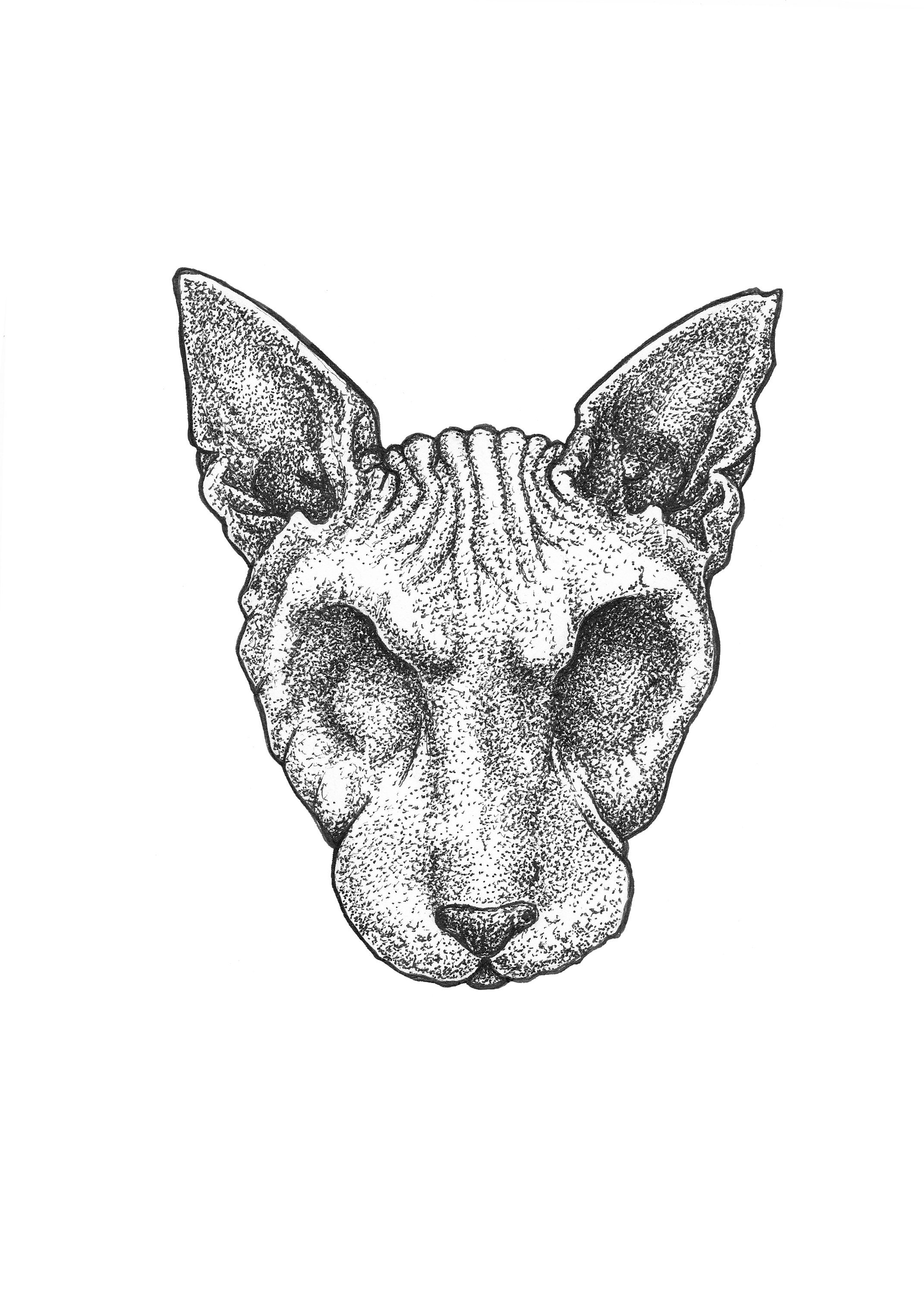 Jasper Eyeless Hairless Sphynx Cat Art Print | Etsy
