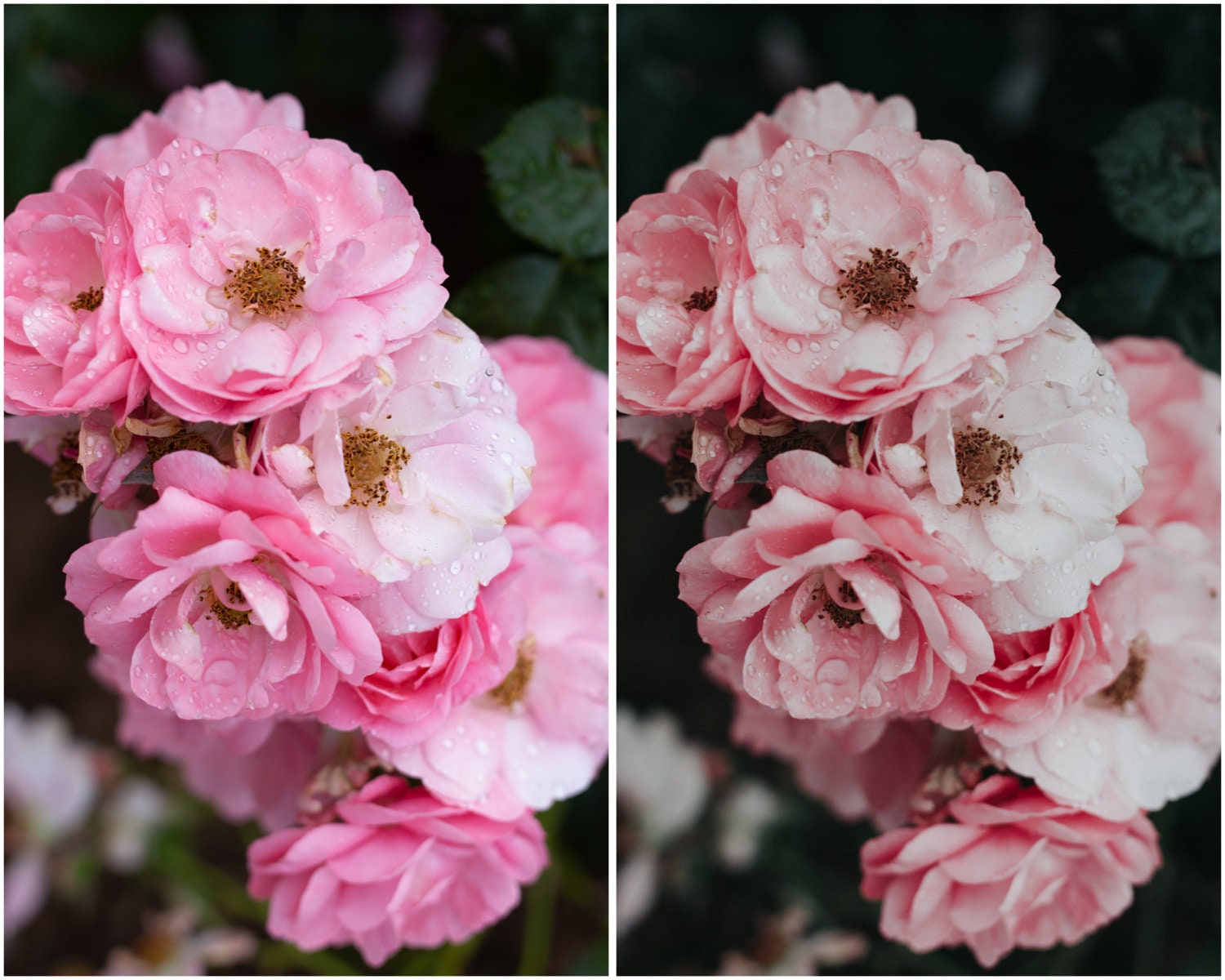 Blush Mobile Preset - a Feminine, Peachy Toned Filter for Fashion and ...