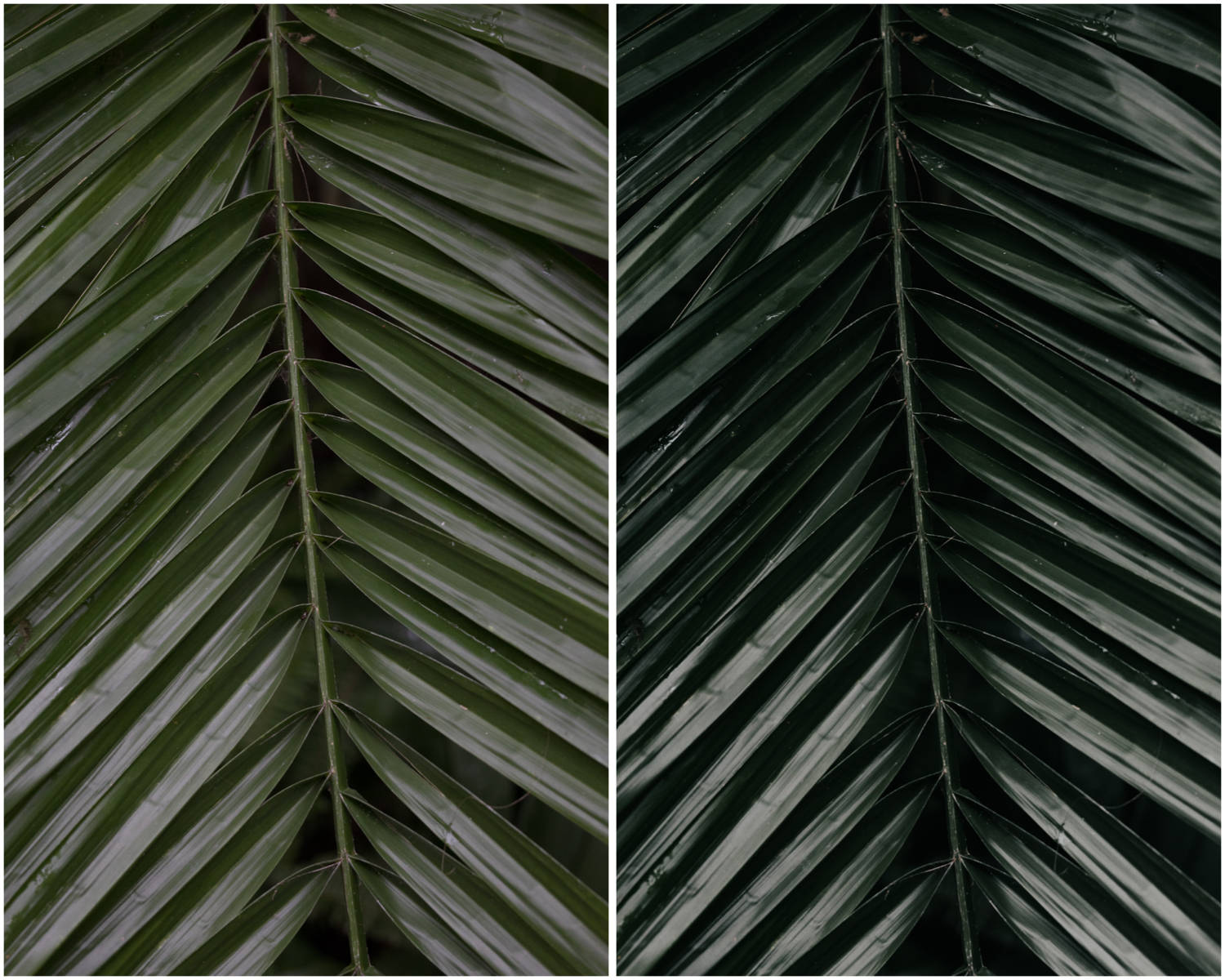 Film Luxe- A Cinematic Lightroom and ACR Preset for Editorial ...