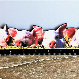 Vintage 12" PIG RULER Die Cut and Hangable for Display Made in Germany ...