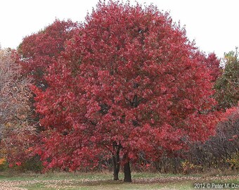 Tree with roots | Etsy