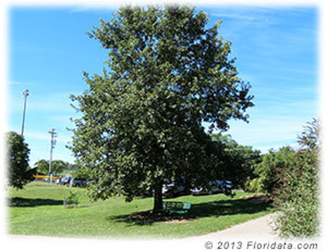 Cherrybark Oak Tree 1 Gallon Potted Plant Quercus pagoda | Etsy