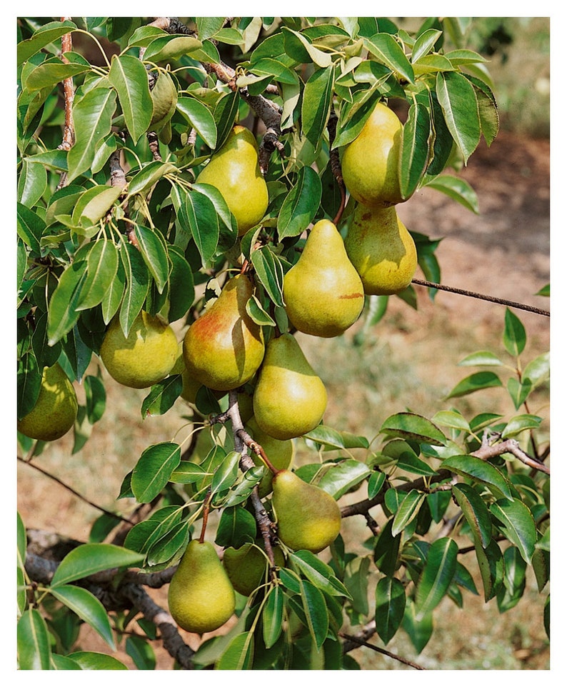 Bartlett Pear Tree 1 Gallon Potted Plant Soft and Juicy | Etsy