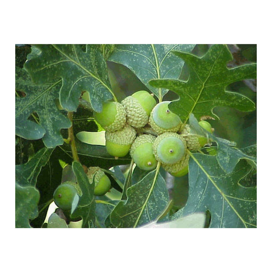 Cherrybark Oak Tree 1 Gallon Potted Plant Quercus pagoda | Etsy