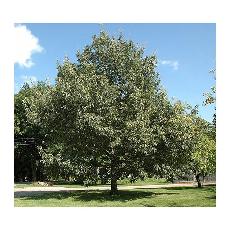 Chinkapin Oak Tree 1 Gallon Potted Plant Fast Growing | Etsy