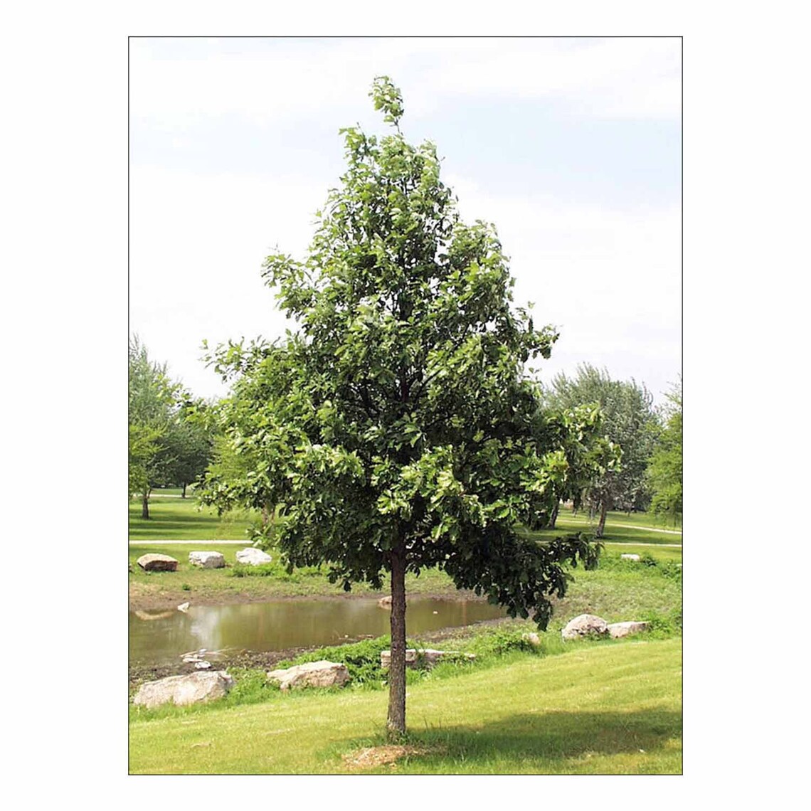 Cherrybark Oak Tree 1 Gallon Potted Plant Quercus pagoda | Etsy