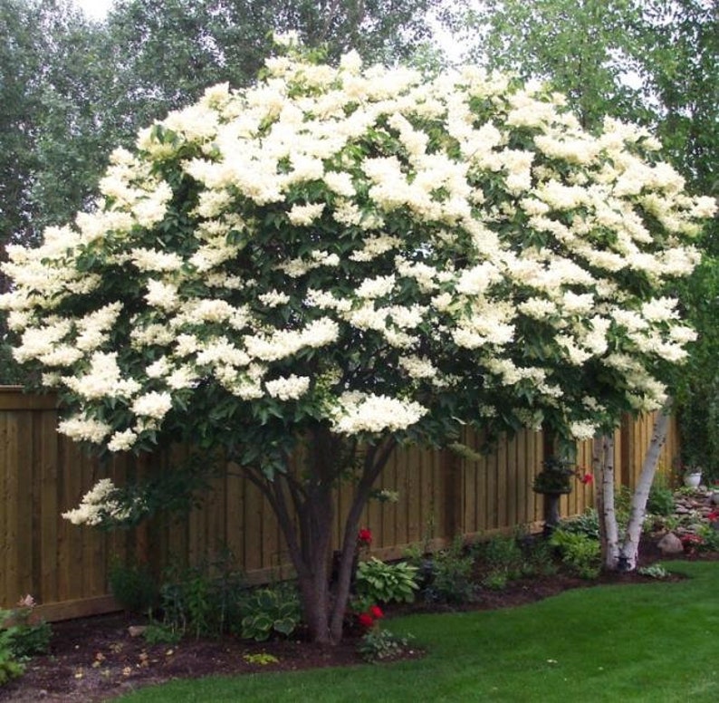 Japanese Lilac Tree Syringa Reticulata 1 Gallon Potted Etsy