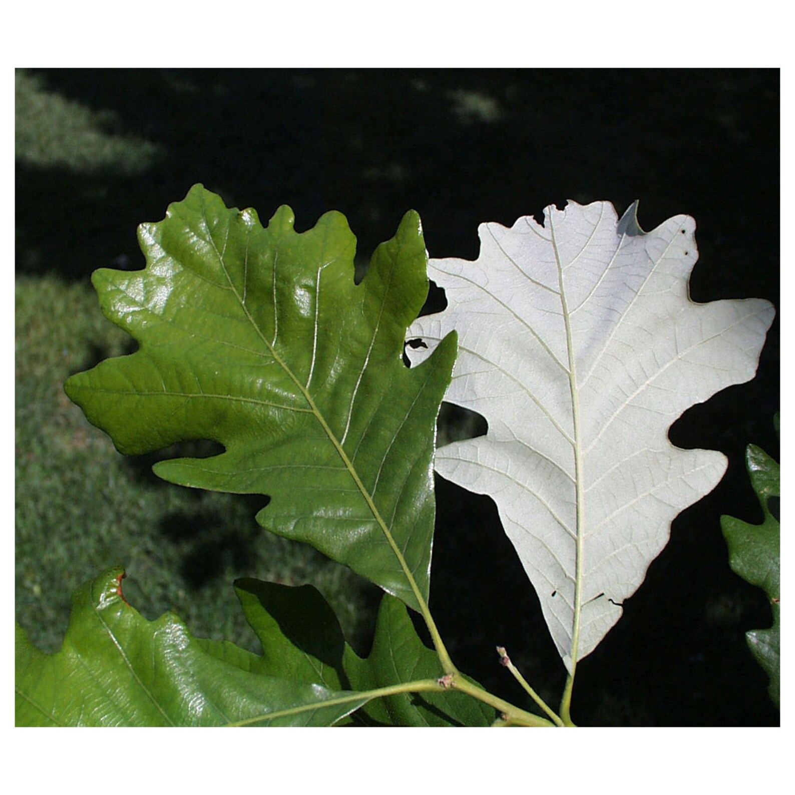 Cherrybark Oak Tree 1 Gallon Potted Plant Quercus pagoda | Etsy