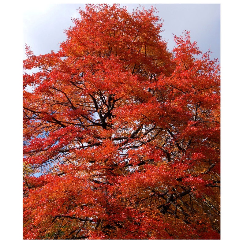 Black Gum Tree Black Tupelo Sourgum Nyssa Sylvatica 1 | Etsy