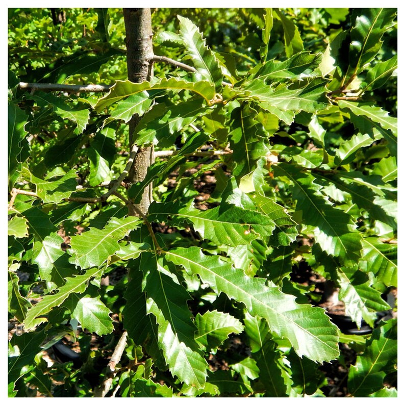 Sawtooth Oak Tree 1 Gallon Potted Plant Quercus Acutissima | Etsy