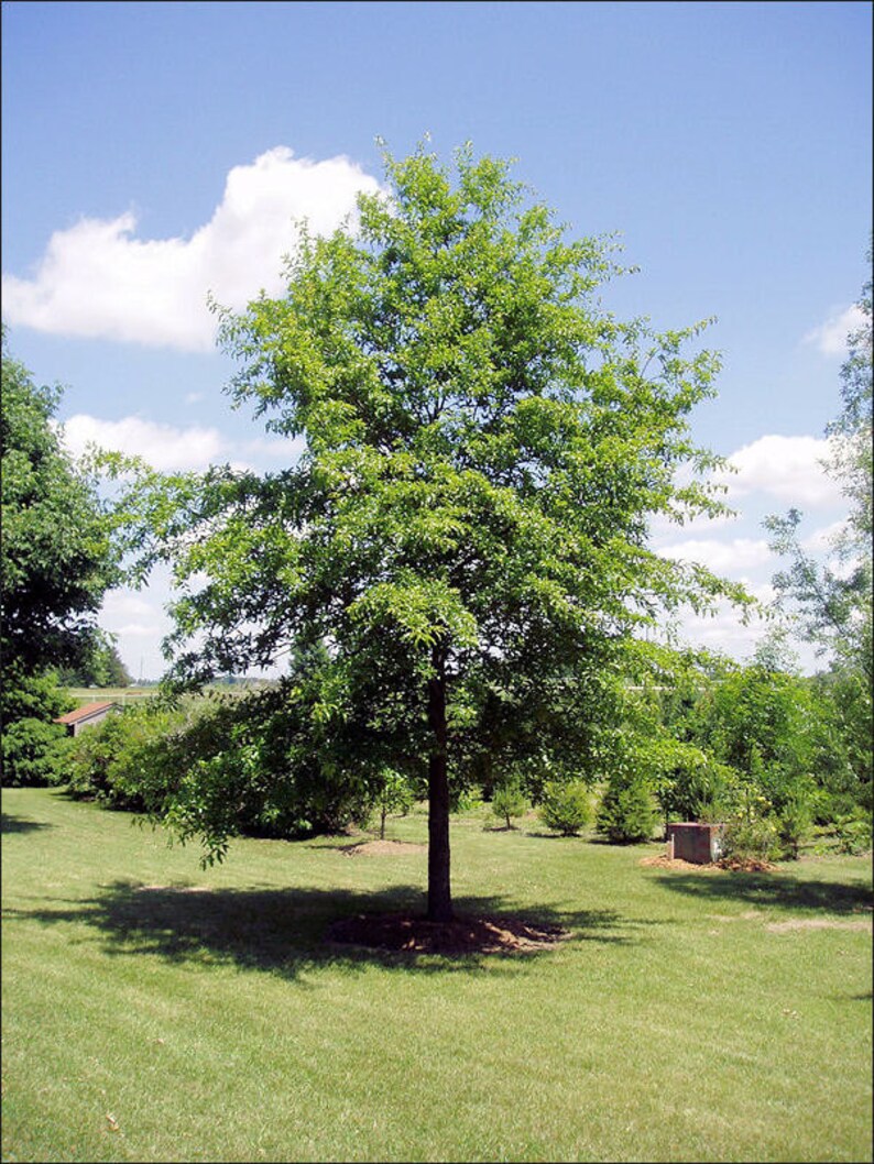 Shingle Oak Tree 1 Gallon Potted Plant Quercus Imbricaria | Etsy