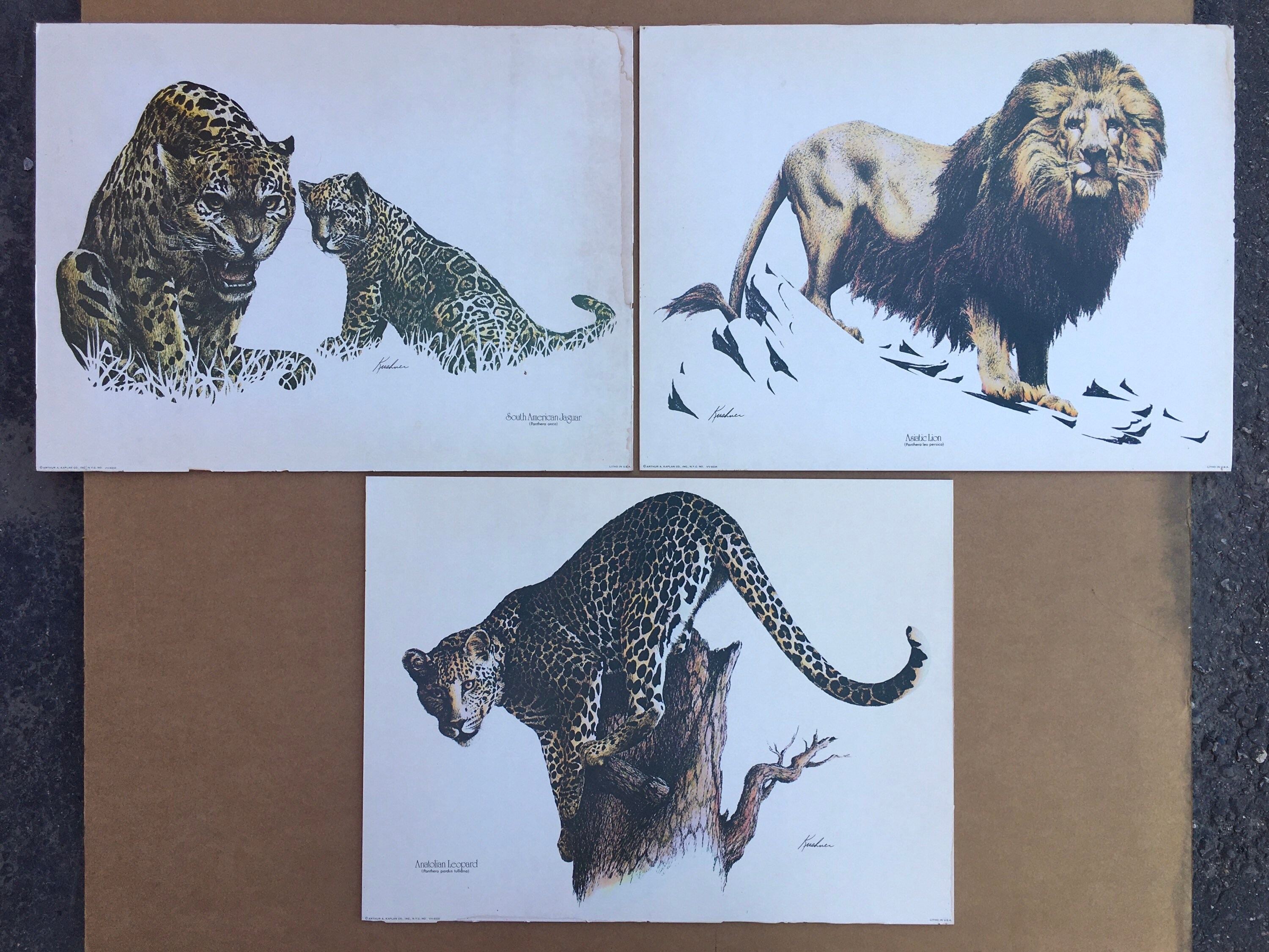 Three LARGE Vintage 1970s Big Cat Lithograph Series Prints by Kushner ...