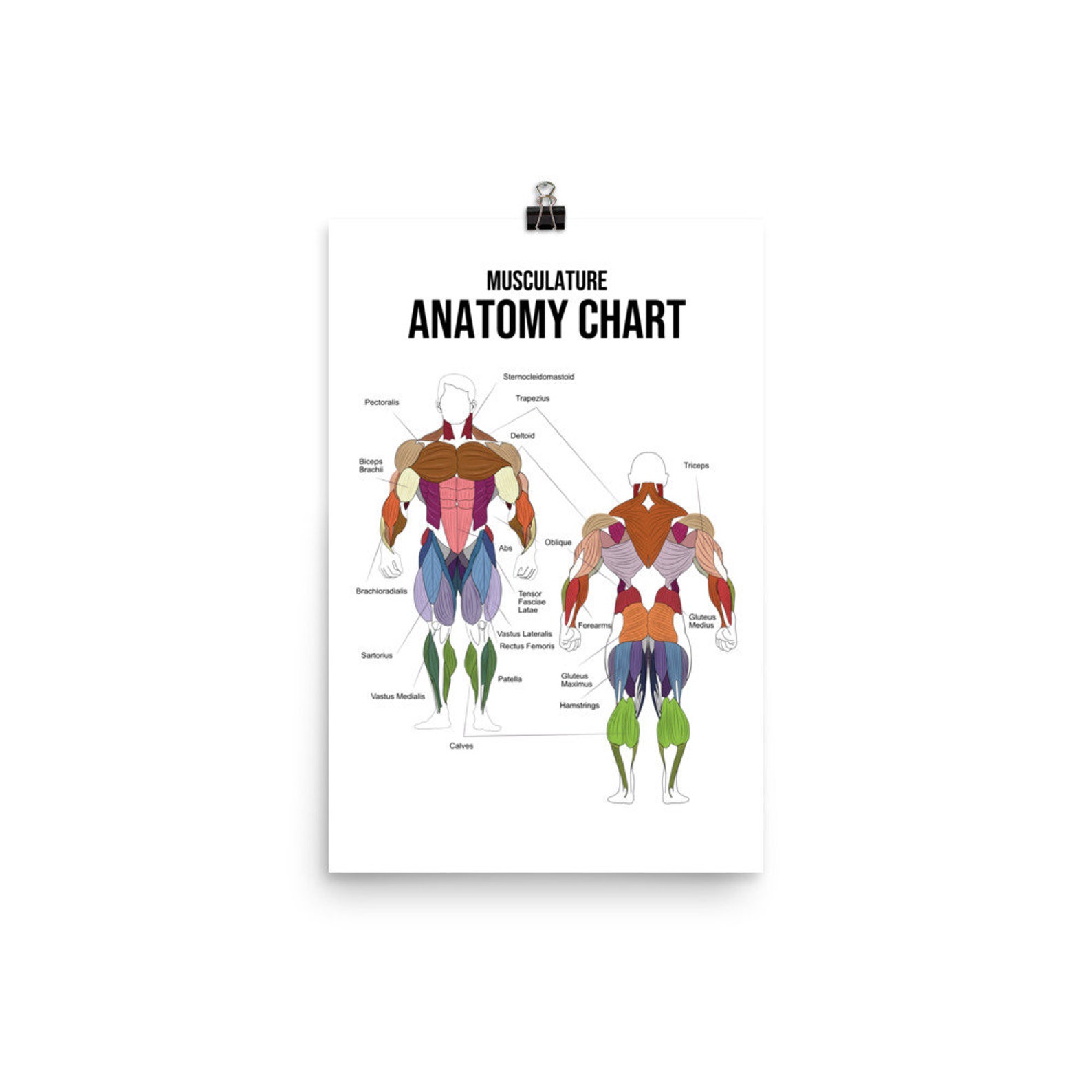 Musculature Anatomy Chart Gym Poster Bodybuilding - Etsy
