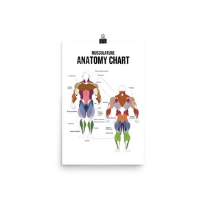 Musculature Anatomy Chart, Gym Poster, Bodybuilding, Weightlifting ...