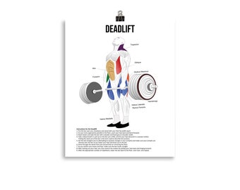 Bodybuilding Anatomy Poster - Etsy