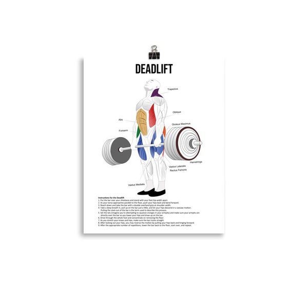 Muscle Anatomy Gym Poster - Etsy