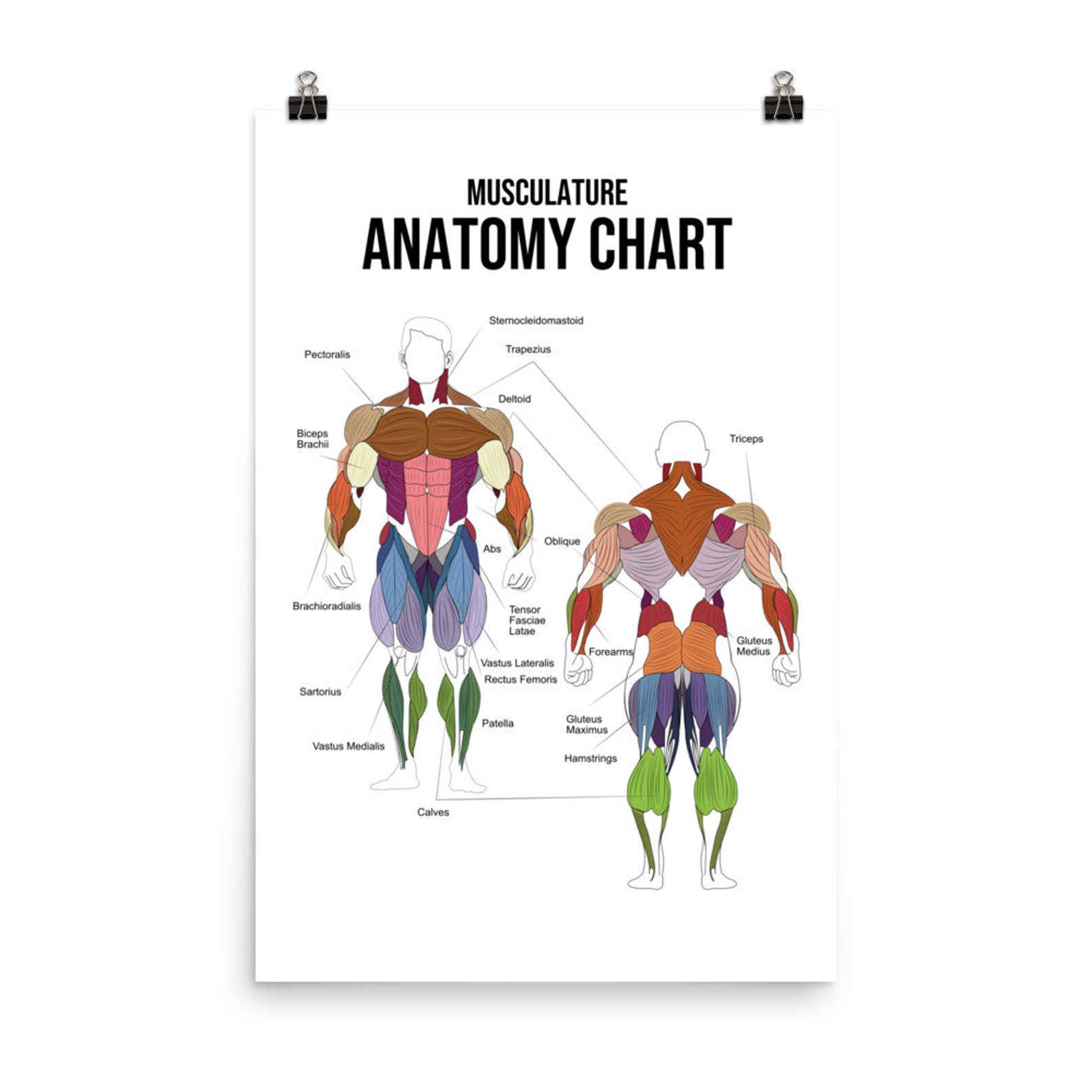 Musculature Anatomy Chart Gym Poster Bodybuilding - Etsy