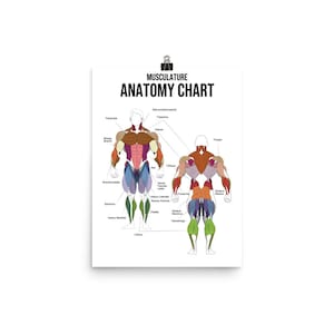 Musculature Anatomy Chart, Gym Poster, Bodybuilding, Weightlifting ...